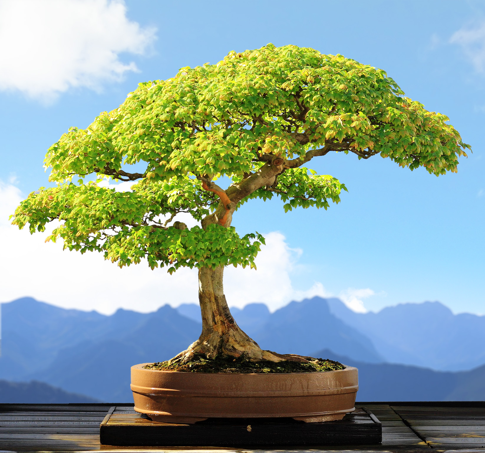 Posts – Blue Sky Bonsai