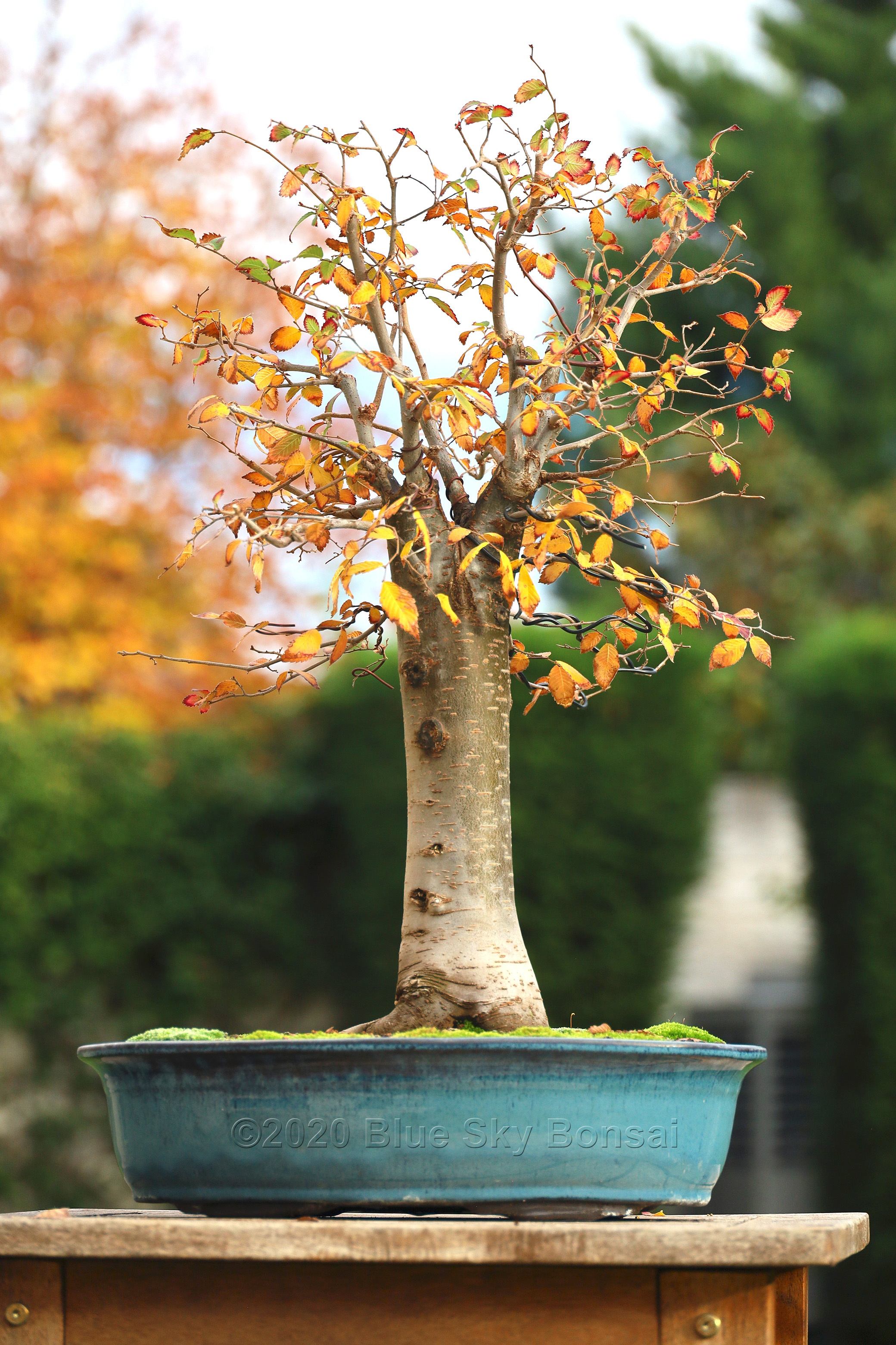 About – Blue Sky Bonsai