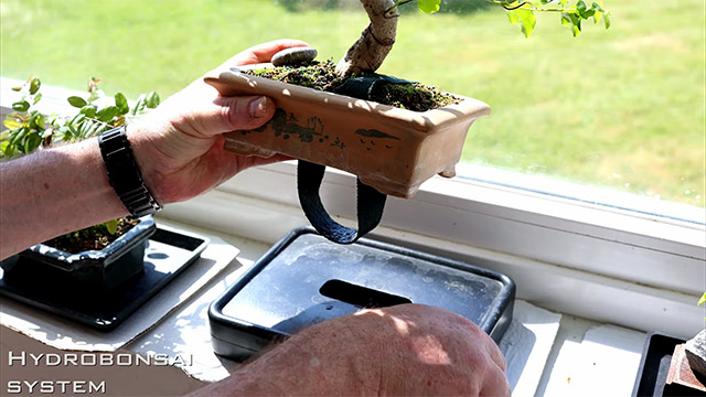 Watering Bonsai – Blue Sky Bonsai